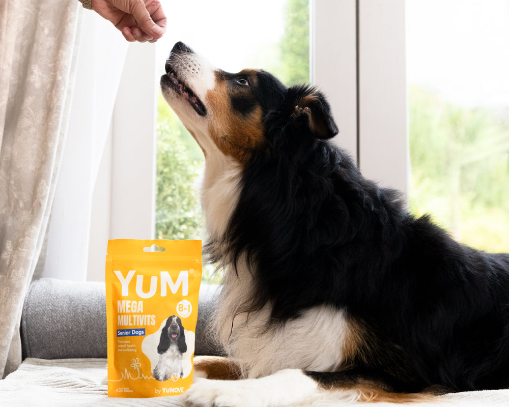 Dog Vitamins | Multivitamins for Dogs | YuMOVE