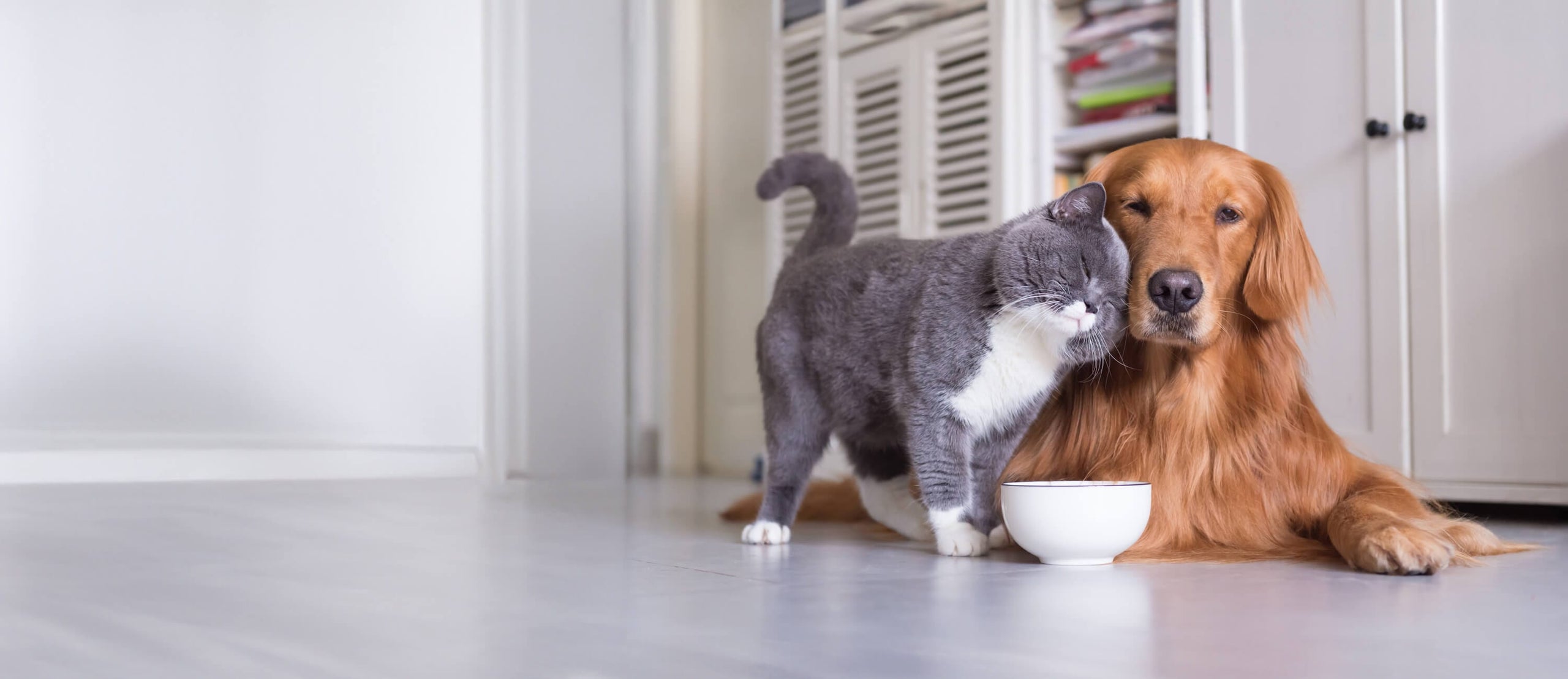 YuMOVE Digestive Care | Dog & Cat Gut Health | YuMOVE UK