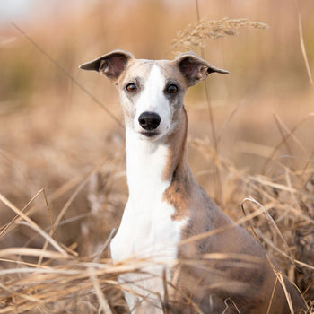 Whippet Health Problems | Breed Care & Diet Tips